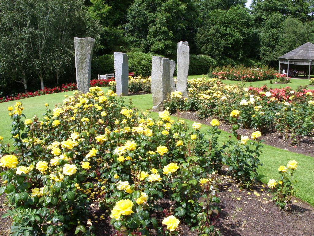 Kelli's Northern Ireland Garden: Rose Week 1 of 2
