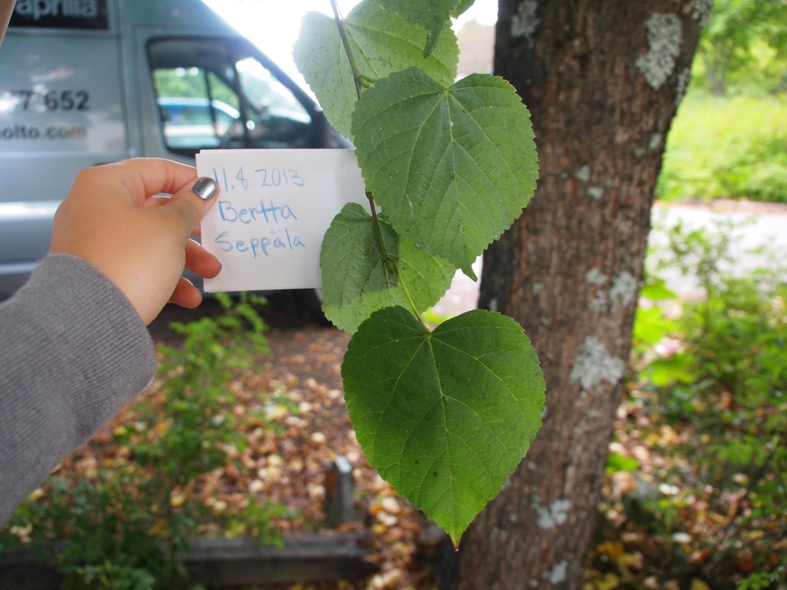 Bertta 9E kasvio: Haapa, Lehmus, Lehtokuusama, Rauduskoivu, Tammi, Vaahtera