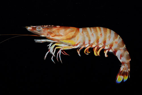 Especies marinas de interes bromatologico: Penaeus japonicus (Spence ...