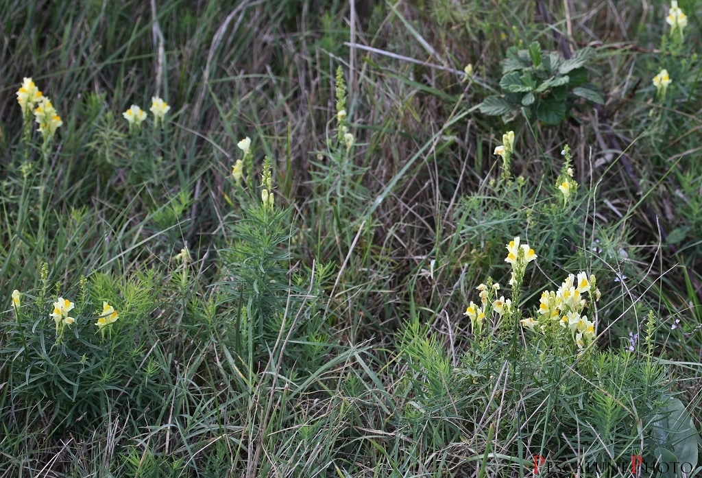 Flore de Camargue: Linaria vulgaris, Linaire commune