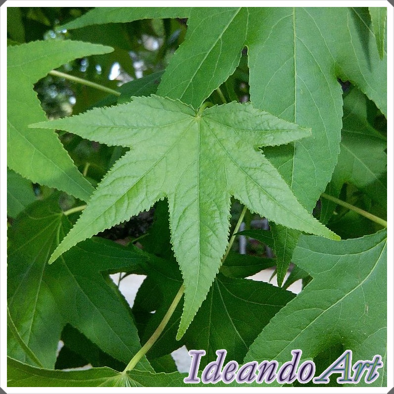 IdeandoArt: Empieza por A: Arce