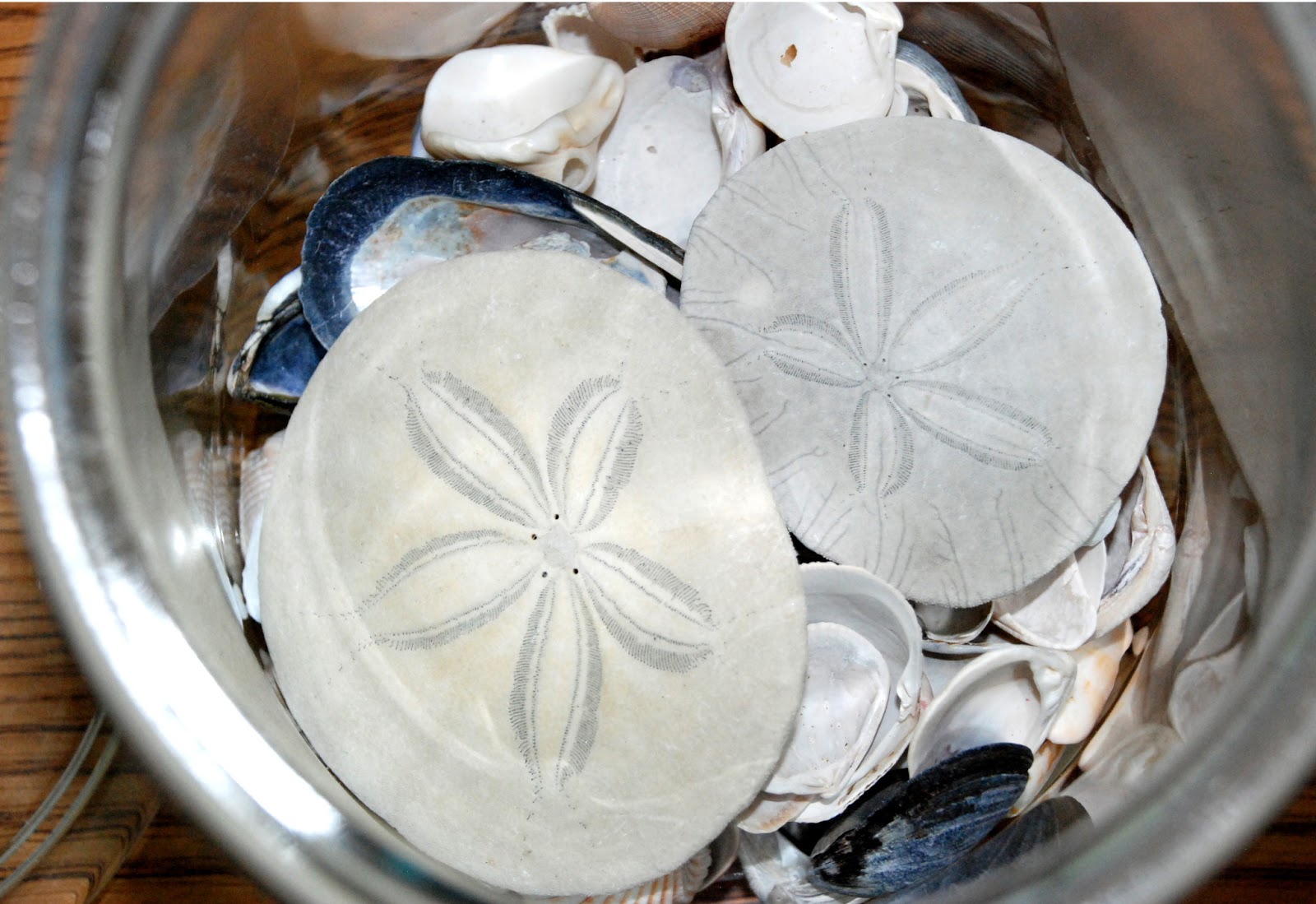 Stacy Henrie, Author: The Crazy Ebb and Flow