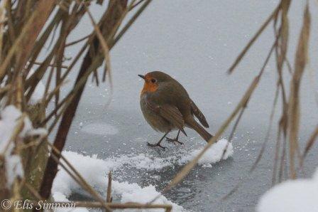 Rick Simpson Birding: February 2013