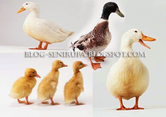 Stock Photo Gambar Itik dan Bebek