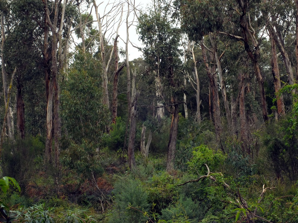 Friends of Drouin's Trees: Drouin's Valuable Urban Bushland #1