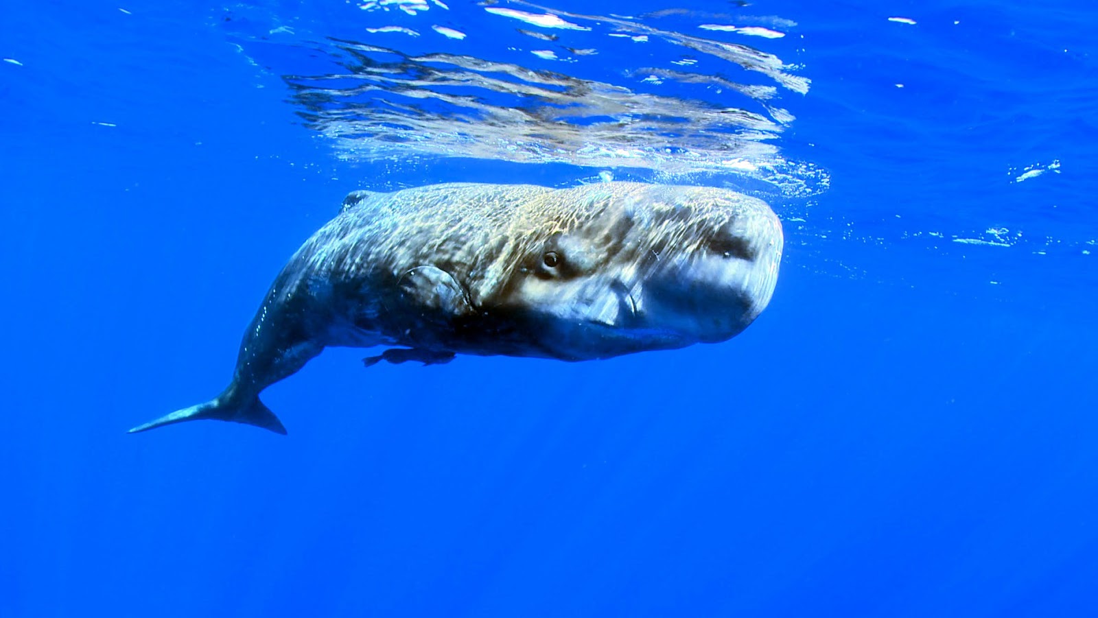 Baleia Cachalote (Physeter macrocephalus)