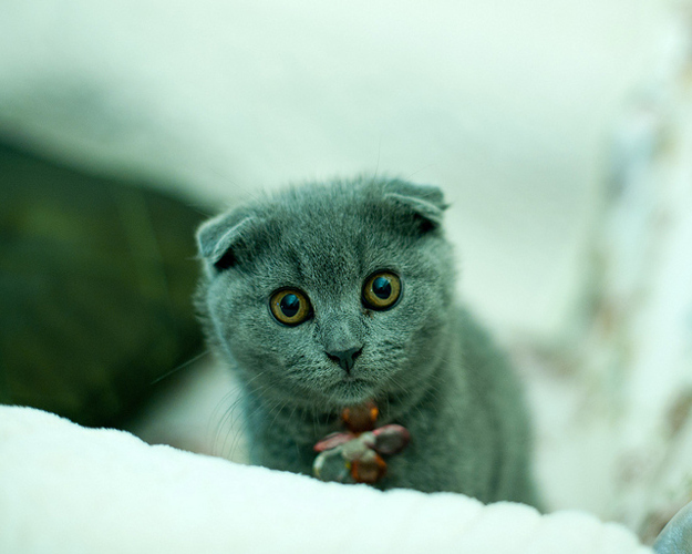 YOur Passion,YOur Life!: 10 Gambar Scottish Fold ,Kucing Mutan yang ...