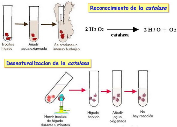 Determinació dels glúcids: CATALASA