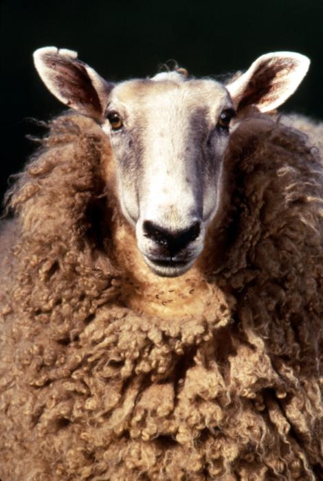 The Jane Austen Film Club: Babe 1995