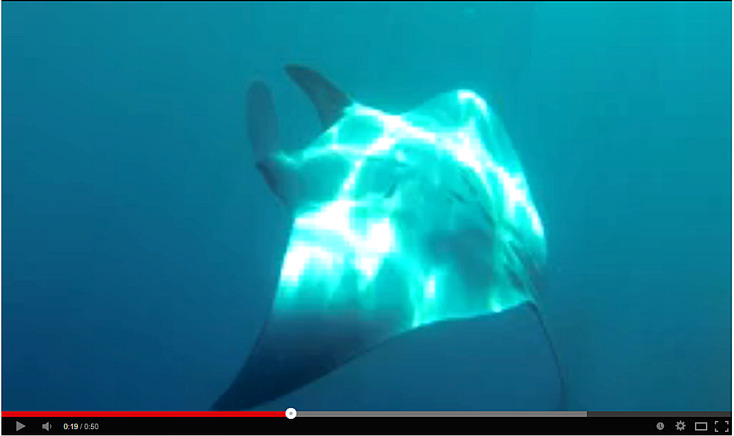 The Best Shark Dive in the World!: Manta Ray in California!