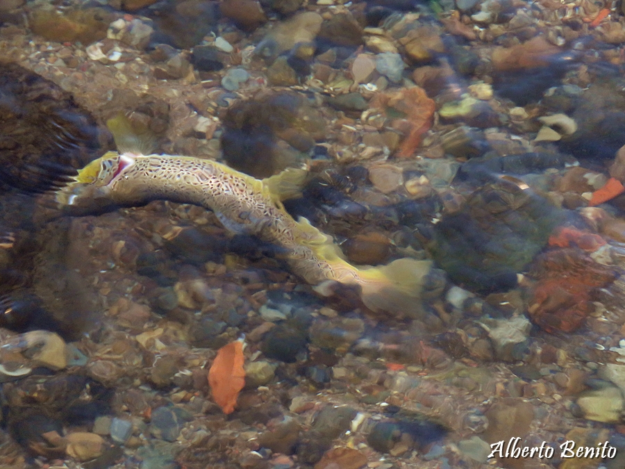Pajareando por Cantabria: La freza de la Trucha (VÍDEO)
