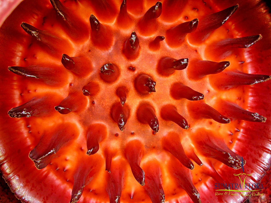 Make It Davao: Rafflesia - World's Largest Flower