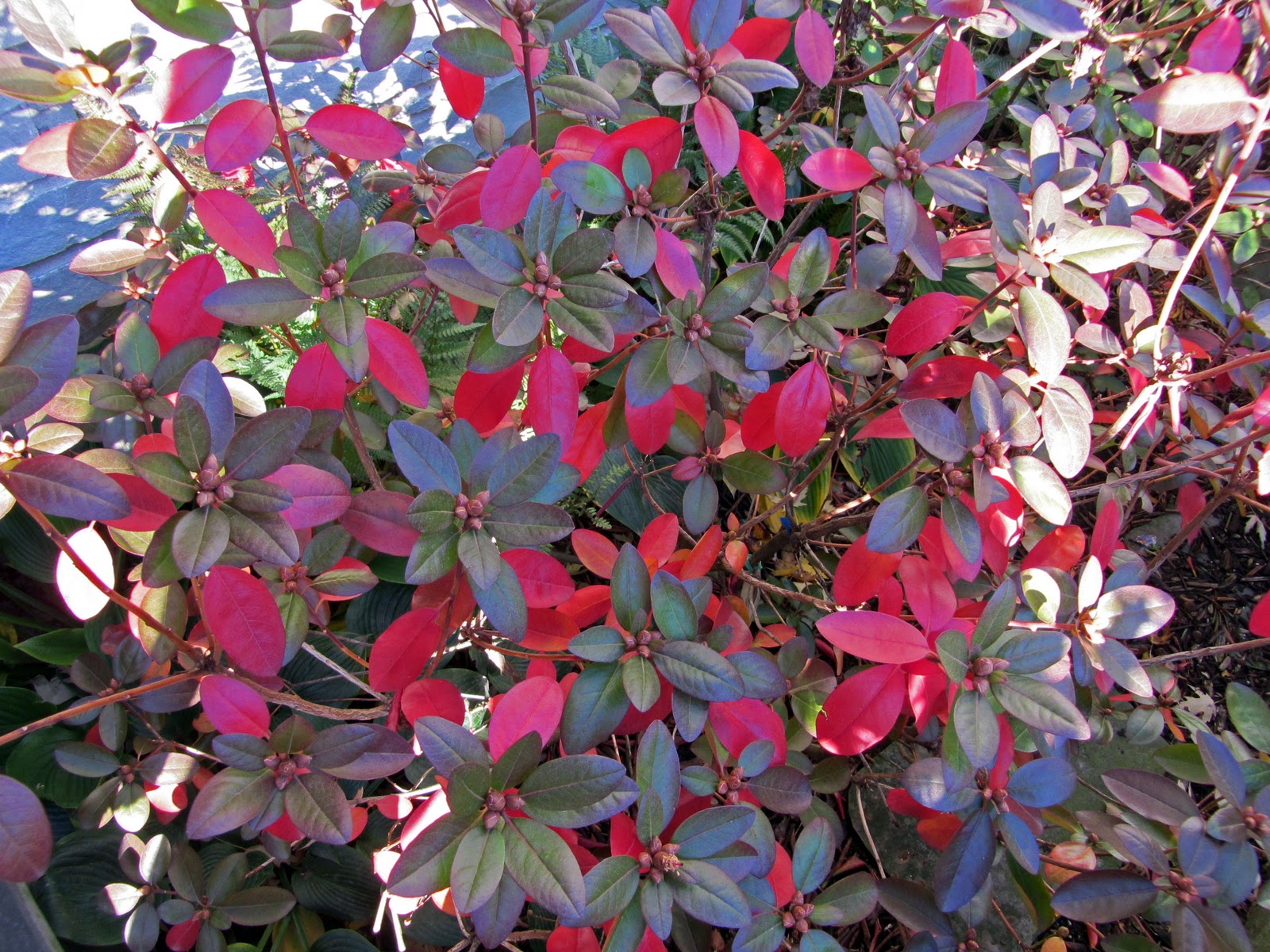 Gatsbys Gardens: Nov 10, 2011