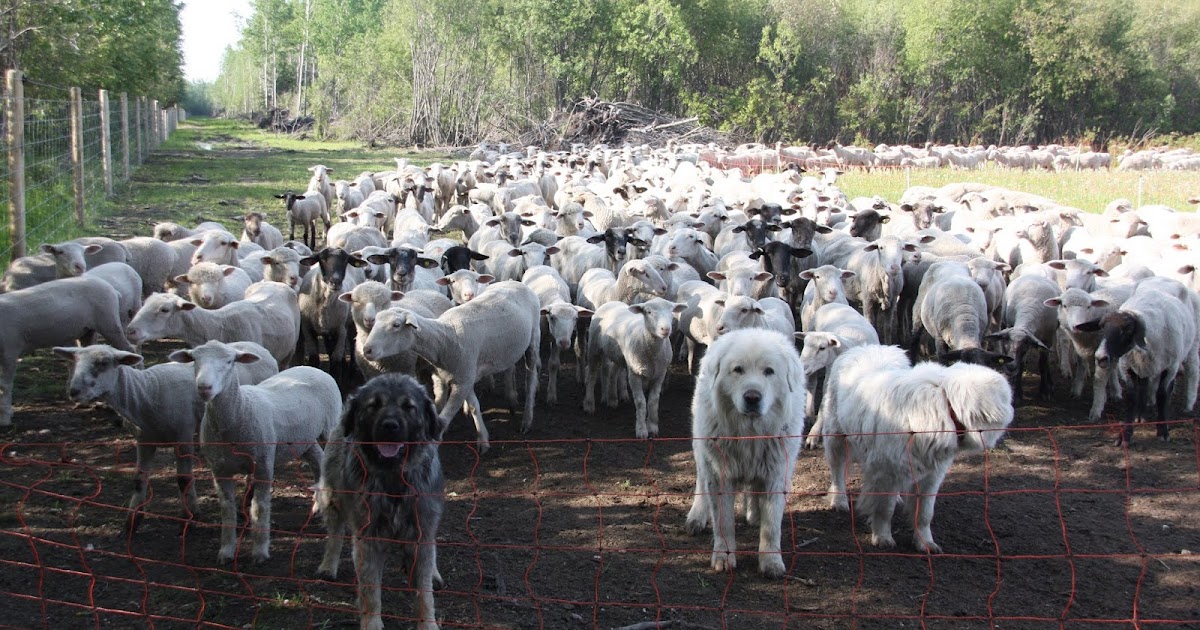 Predator Friendly Ranching : Fence training for your LGD