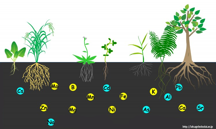 Nutrisi pada Tumbuhan - Generasi Biologi