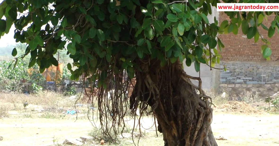 Ek Vardaan Hai Bargad ka Ped | एक वरदान है बरगद का पेड़ | Banyan Tree ...