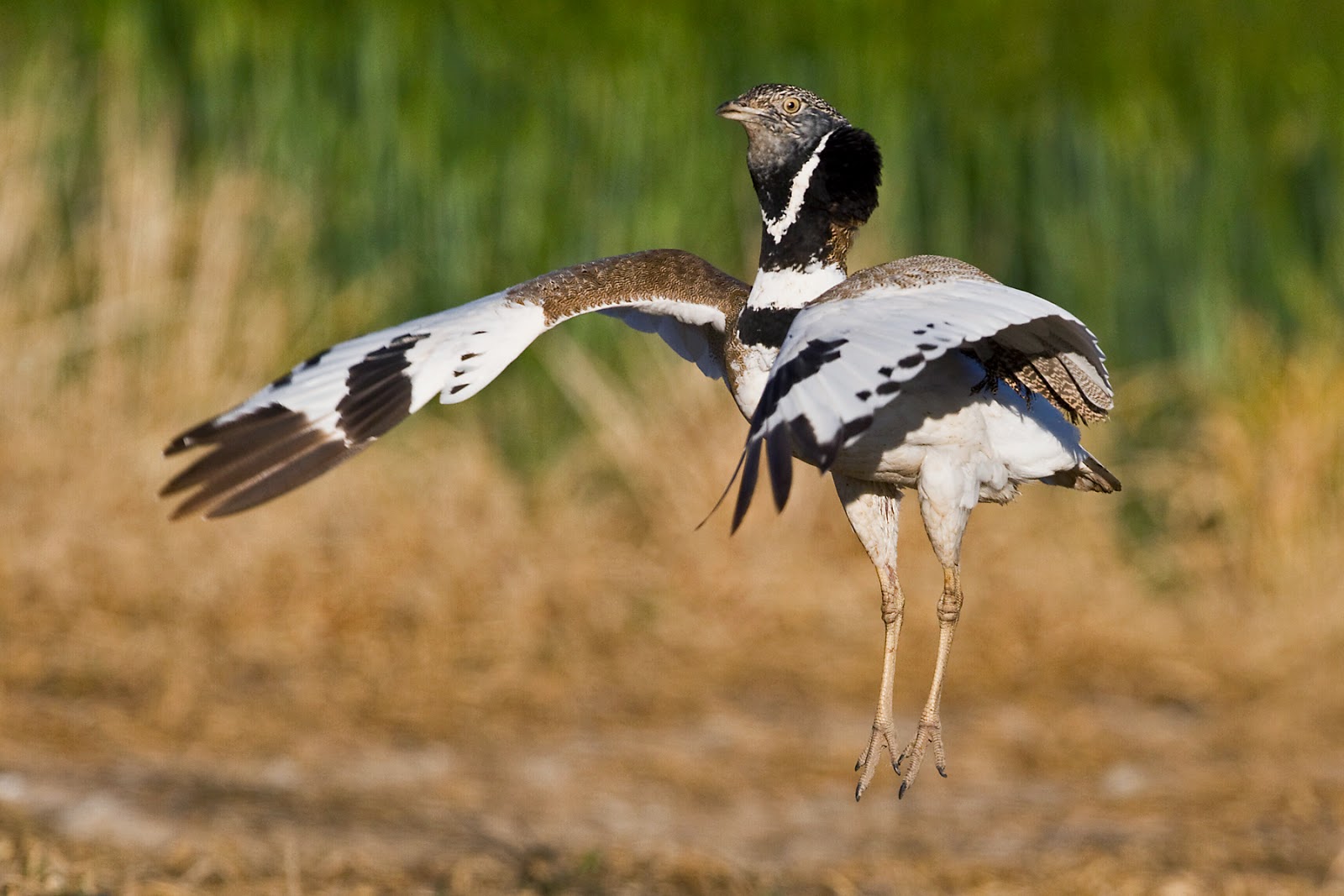 PETER'S PORTFOLIO..............Bird & Wildlife Photography: Little Bustards