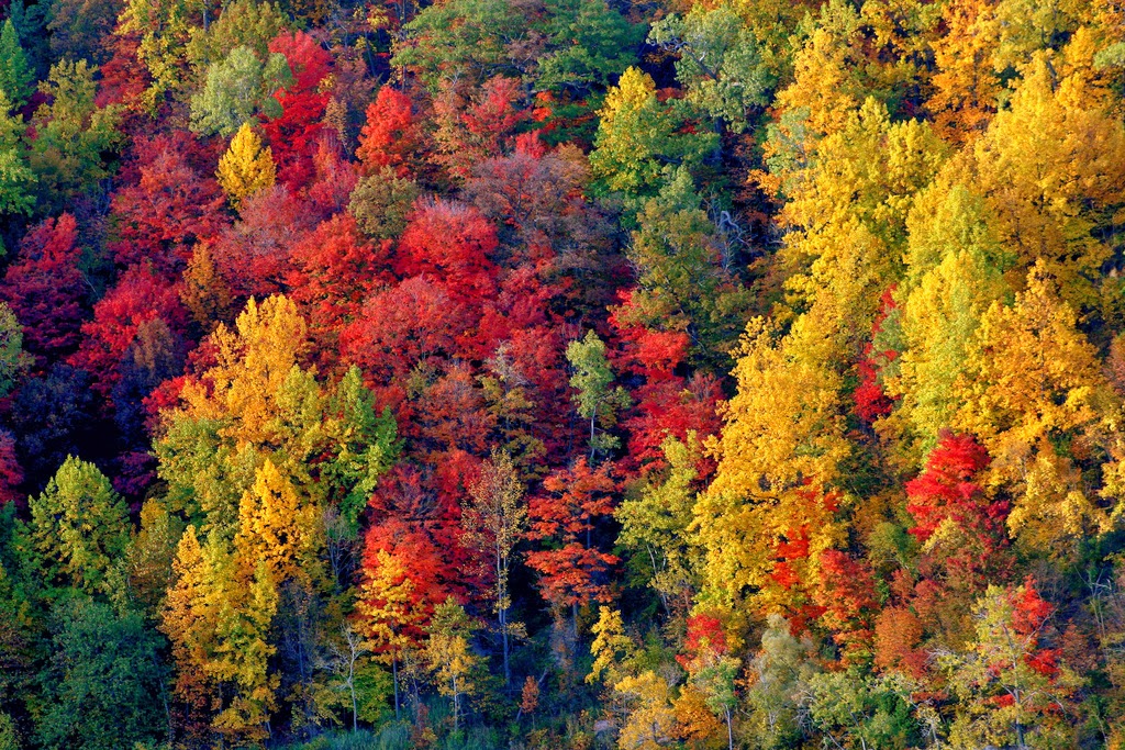 School Of Digital Photography: Quick Tips for Photographing Forests