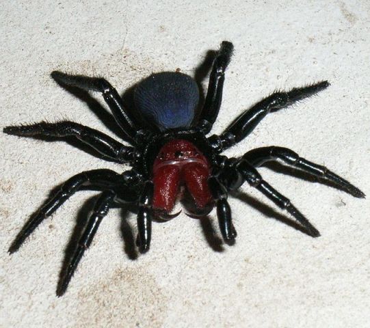 Survival & Outdoor Tips: Common Texas Spiders