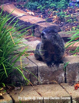 Yard and Garden Secrets: Get Rid of Groundhogs Permanently
