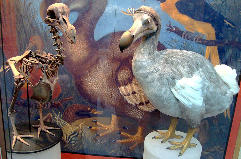 Dodo Bird - The First Animal Known To Man To become Extinct