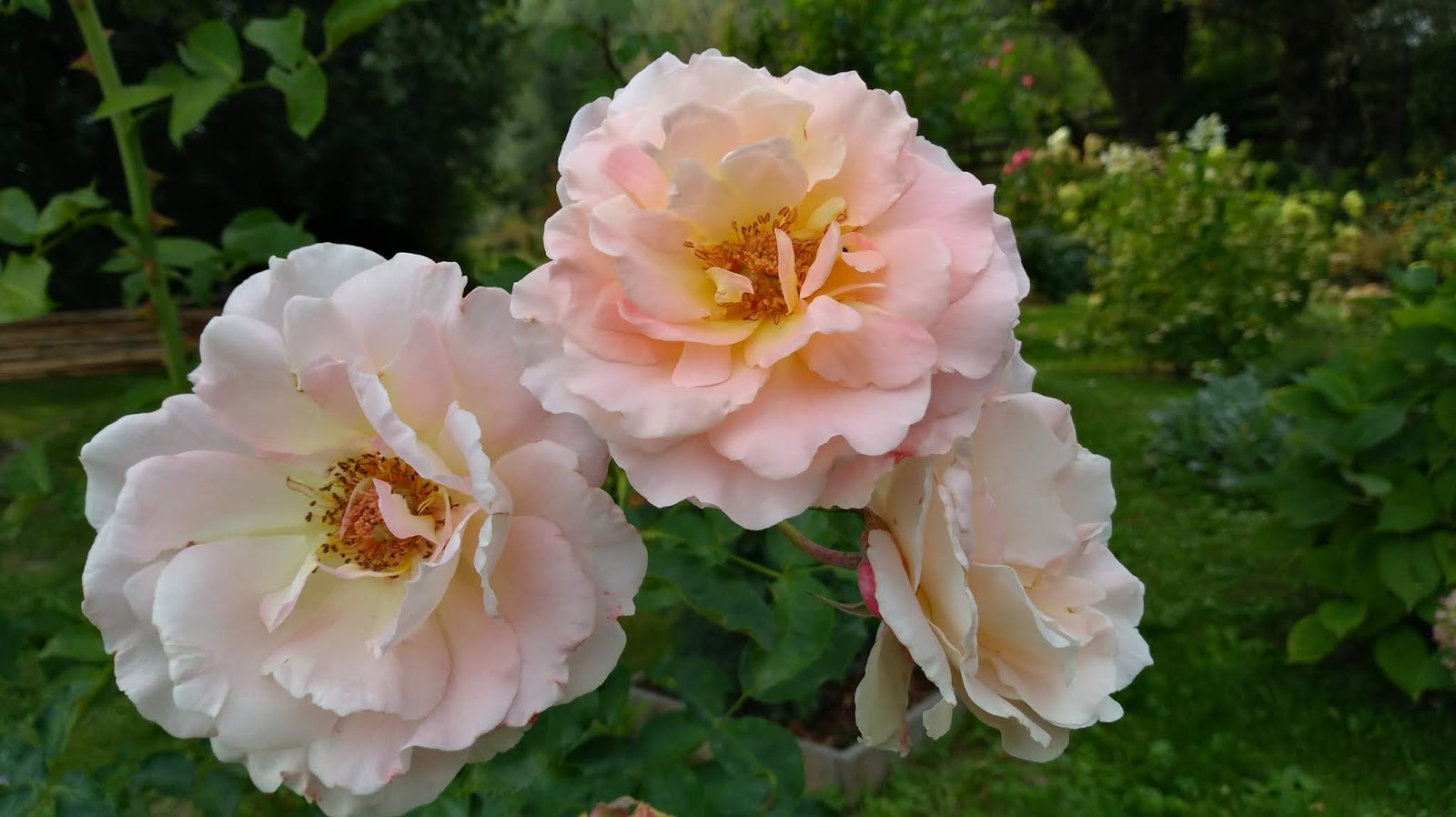 Ranczo Elma: Róża (Rosa) Rokoko