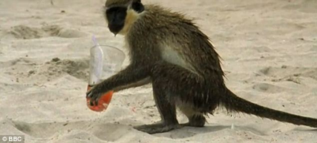 The animal zone: Drunken monkey business: Meet the cocktail-loving ...