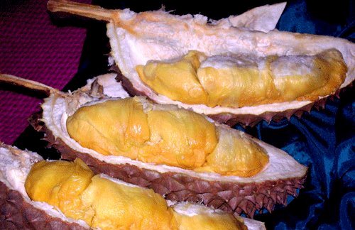 Waryo Durian: Tips menanam durian Bawor dengan modal kecil hasil maksimal