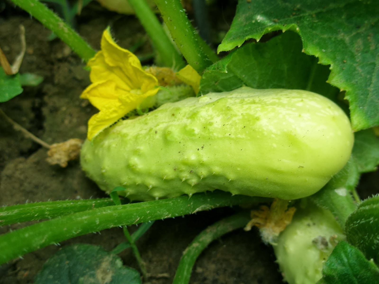 Seminte si plante de gradina hobby: Castraveti albi White Wonder