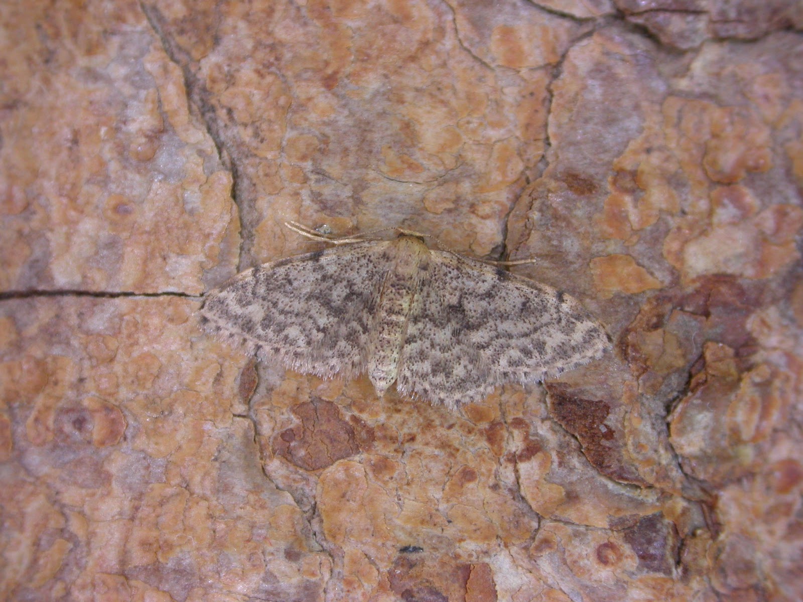 Glamorgan Moth Recording Group: County List - Macros