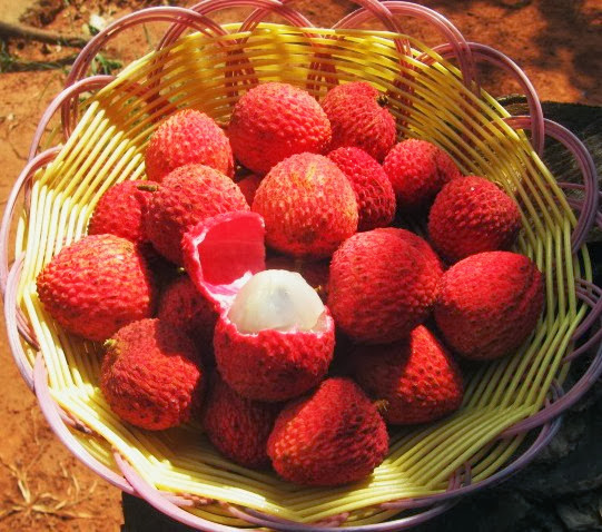 Back-to-the-Land in Brazil: Lychee Greed