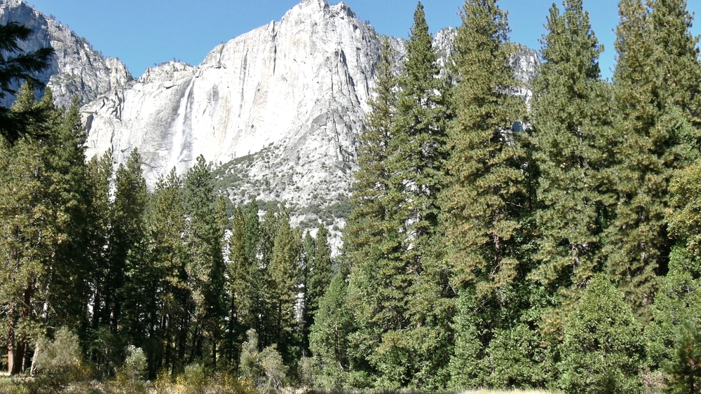 Floresta de Coníferas | Coniferous Forests