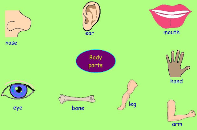 Let's learn English: Class C'. Body parts