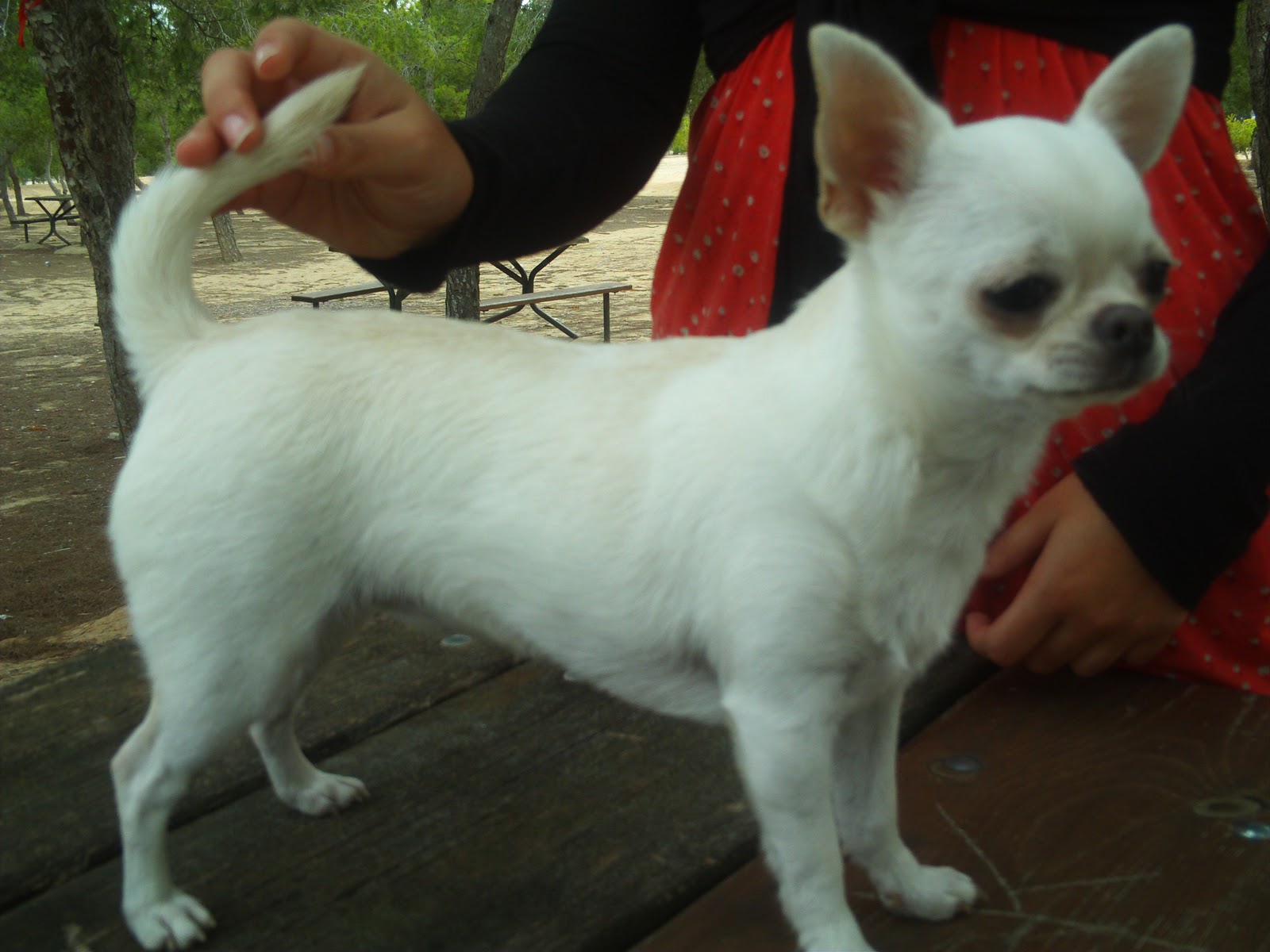 Chihuahuas Legend Passion: enero 2012