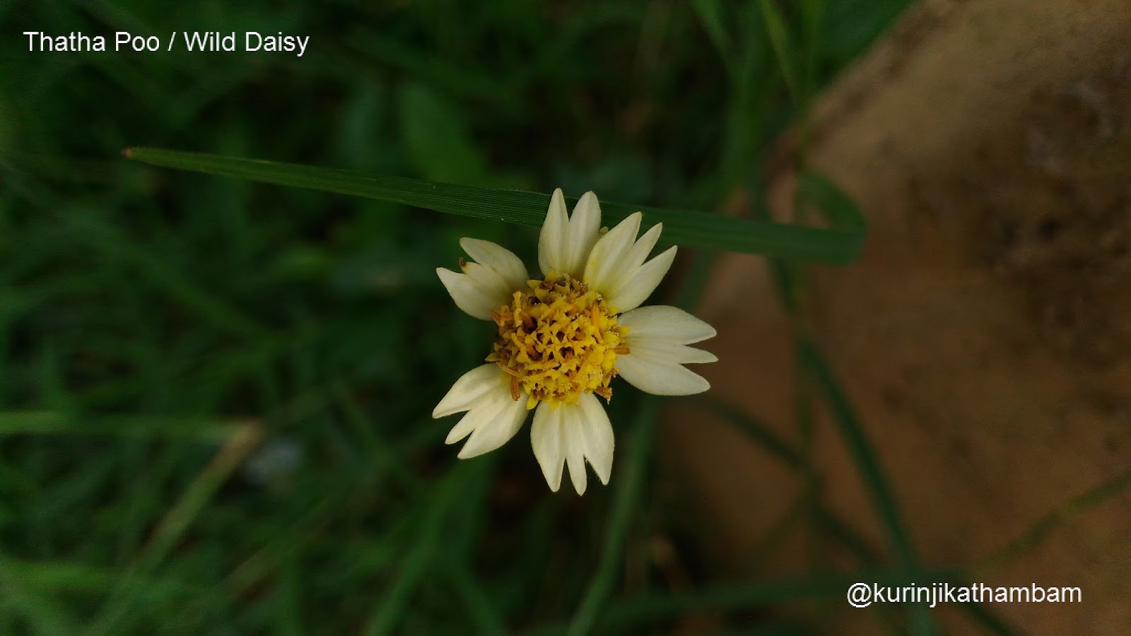 Flowers from My Cam : 1. Thatha Poo / Wild Daisy ~ Kurinji Kathambam