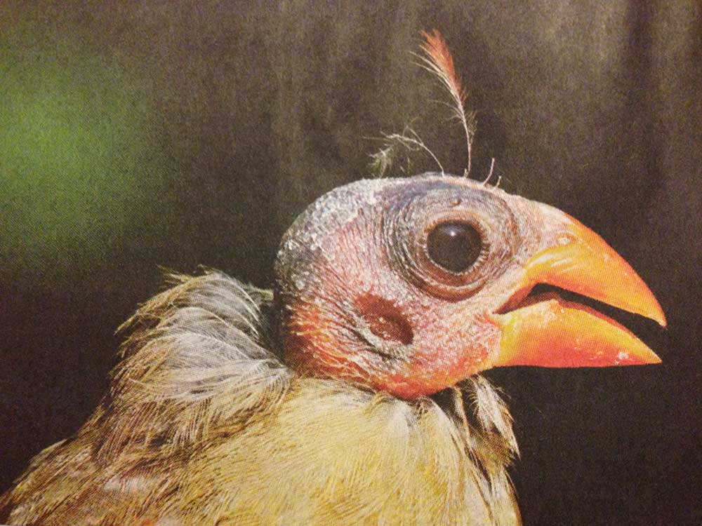 Daughter Number Three: The Ears of a Bird