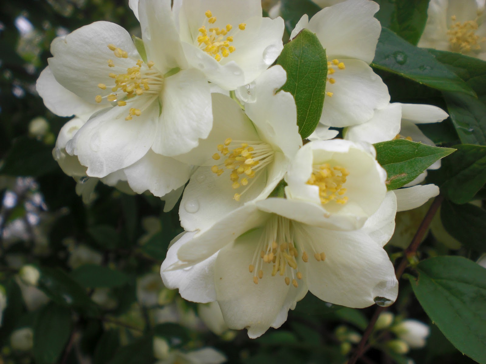 Perfumes y luces de Extremadura: Celinda. Philadelphus coronarius.