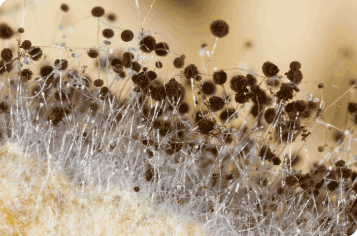 Alimentarse con conocimiento: Rhizopus nigricans
