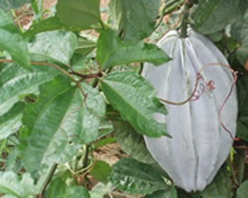 Eka : Fluted pumpkin leaf (ugwu) let us correct this...Not ''Pumpkin ...