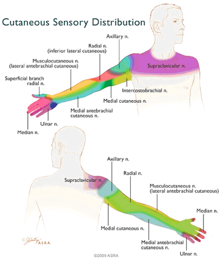 Inervação dos Músculos do Braço - Blog FisioBrasil