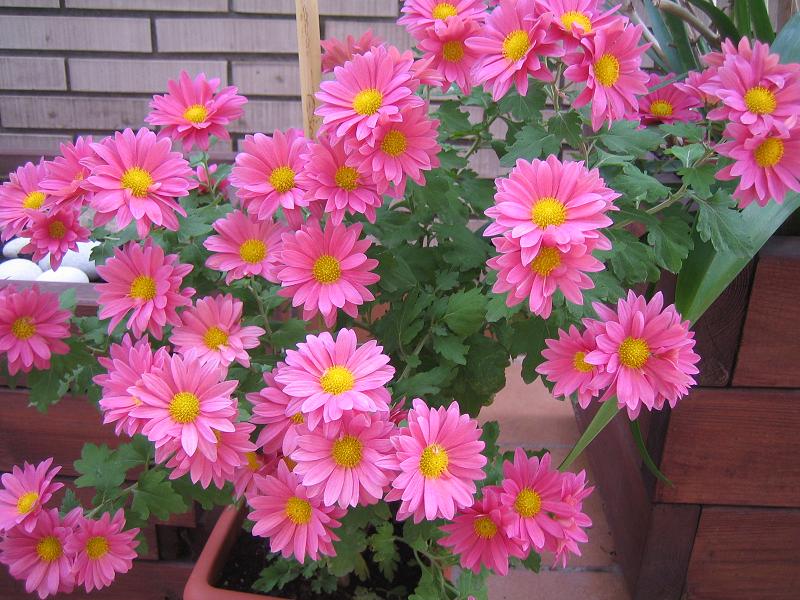 Blog de Dorisalon: LOS CRISANTEMOS