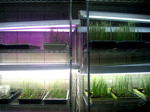 ZITOFOS: PLANT LAB: plant growth chamber