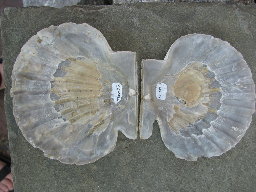 Views of the Mahantango: Chesapecten nefrens pelecypod from Maryland