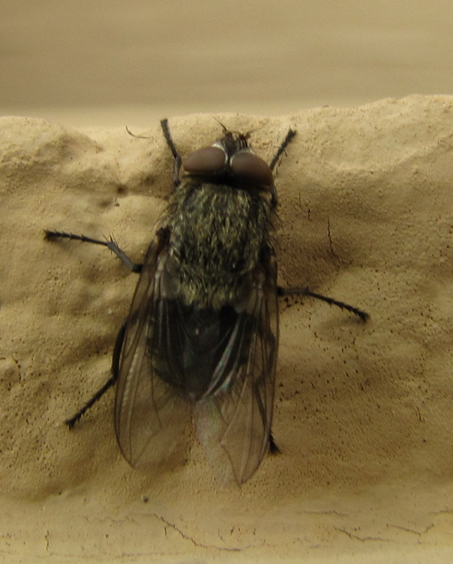 Bug Eric: Fly Day Friday: Cluster Flies