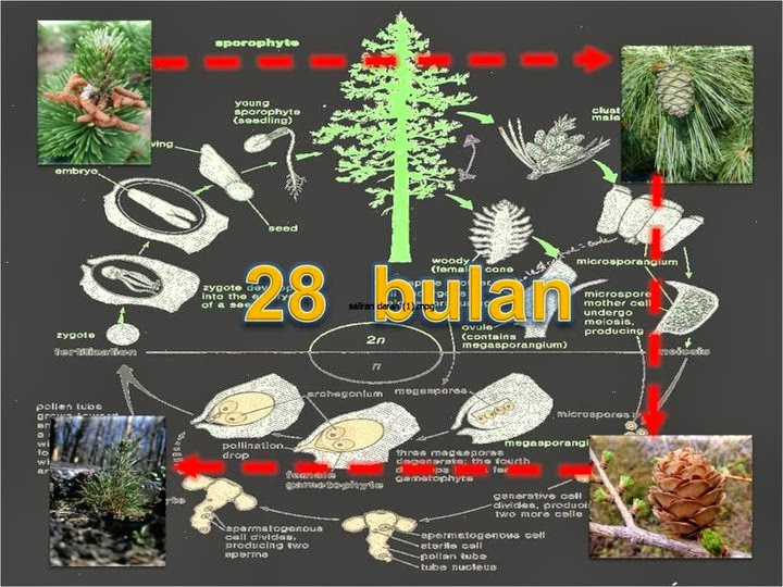 T2U Berita Terbaru: Manfaat serbuk Bunga pinus (pinepollen) bagi kesehatan