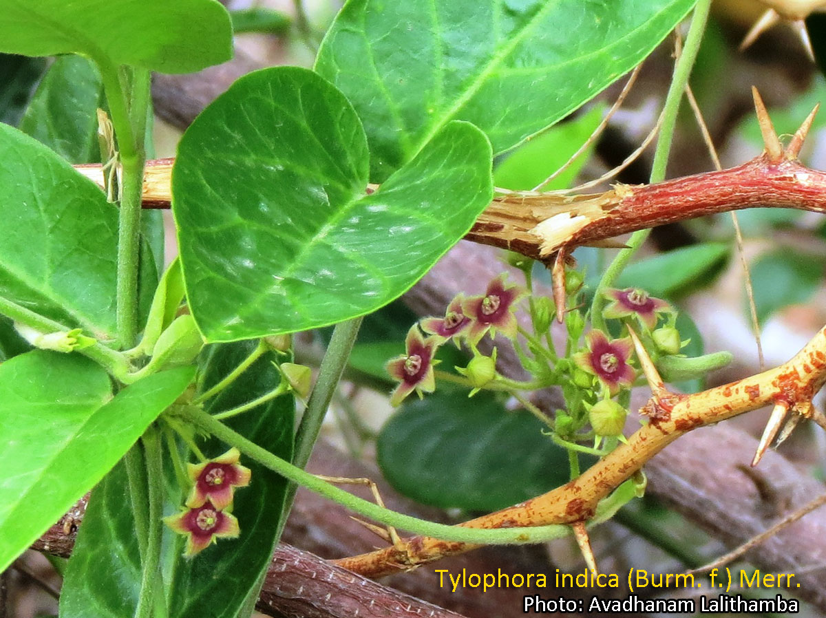 Medicinal Plants: Tylophora indica, Indian ipecacuanha, Antamul, dum ...