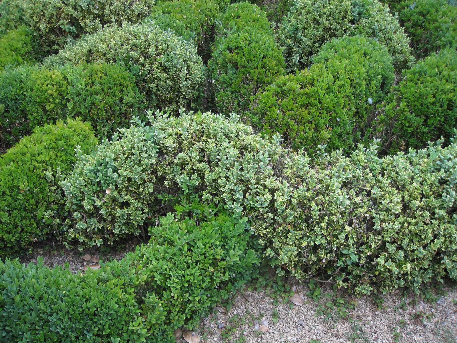 Phyllis Odessey: A Star on the Wane