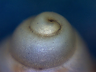 Moluscos terrestres de Argentina: Drymaeus interpunctus (Martens, 1887)