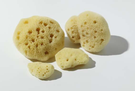 laconstelaciondecasiopea: Carrera de esponjas.