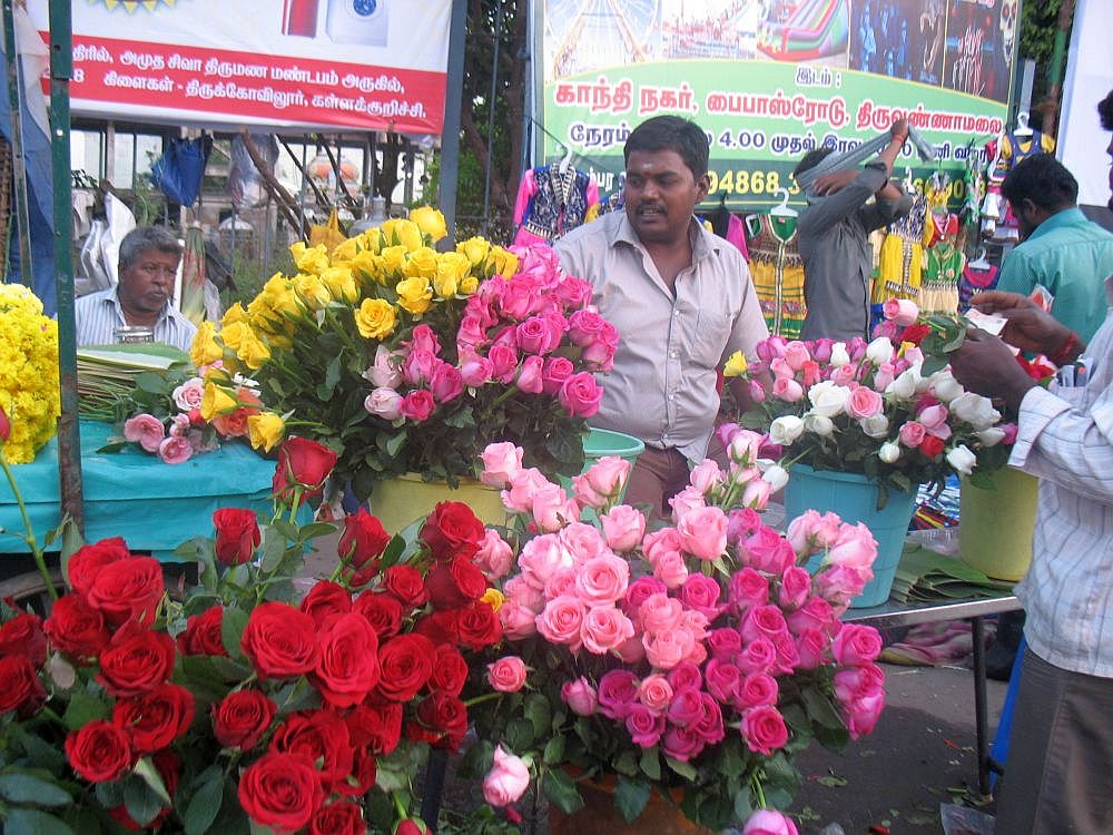 Colours of Pongal 2016 - ARUNACHALA GRACE